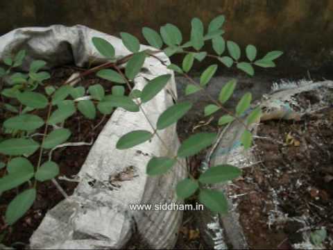 Herbal Medicine - Indigofera tinctoria - Natural Remedy for Toxicities ...
