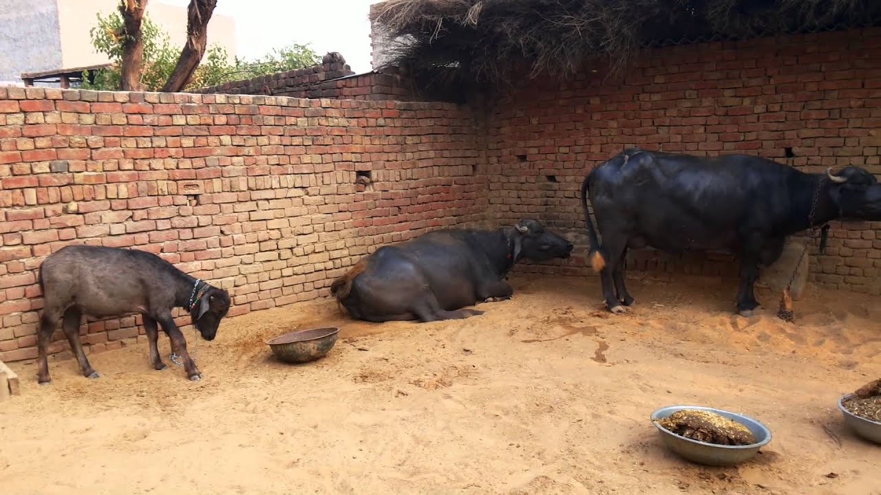indian buffalo breeds in indian village Padamkabas gurgaon - YouTube