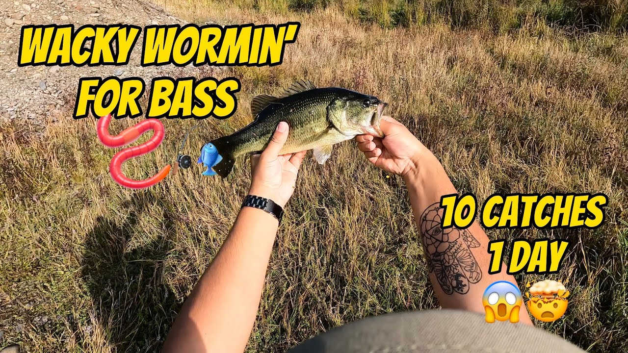 10 Bass, 1 Wacky Worm: Epic Day on the Water! - YouTube