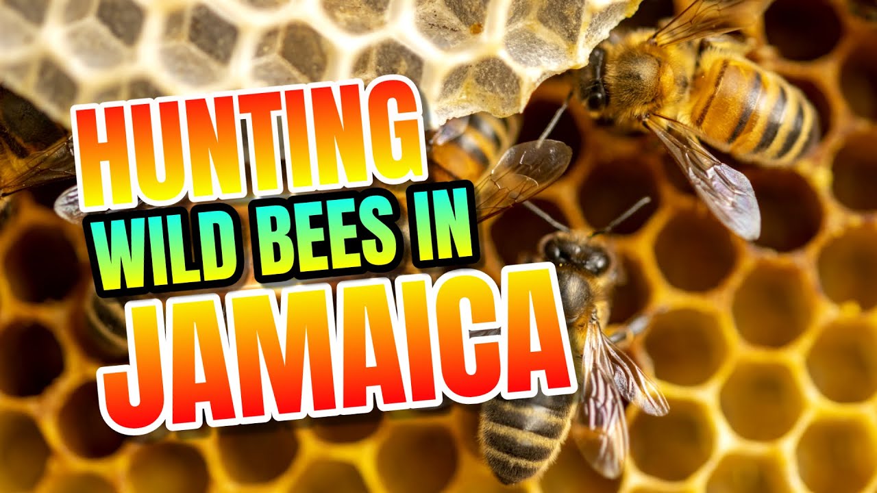 Hunting Wild Bees in Jamaica | Island Beekeeping Adventure - YouTube