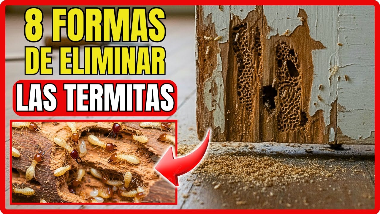 8 FORMAS DE ELIMINAR LAS TERMITAS, comején o polilla QUE SE COMEN LA ...