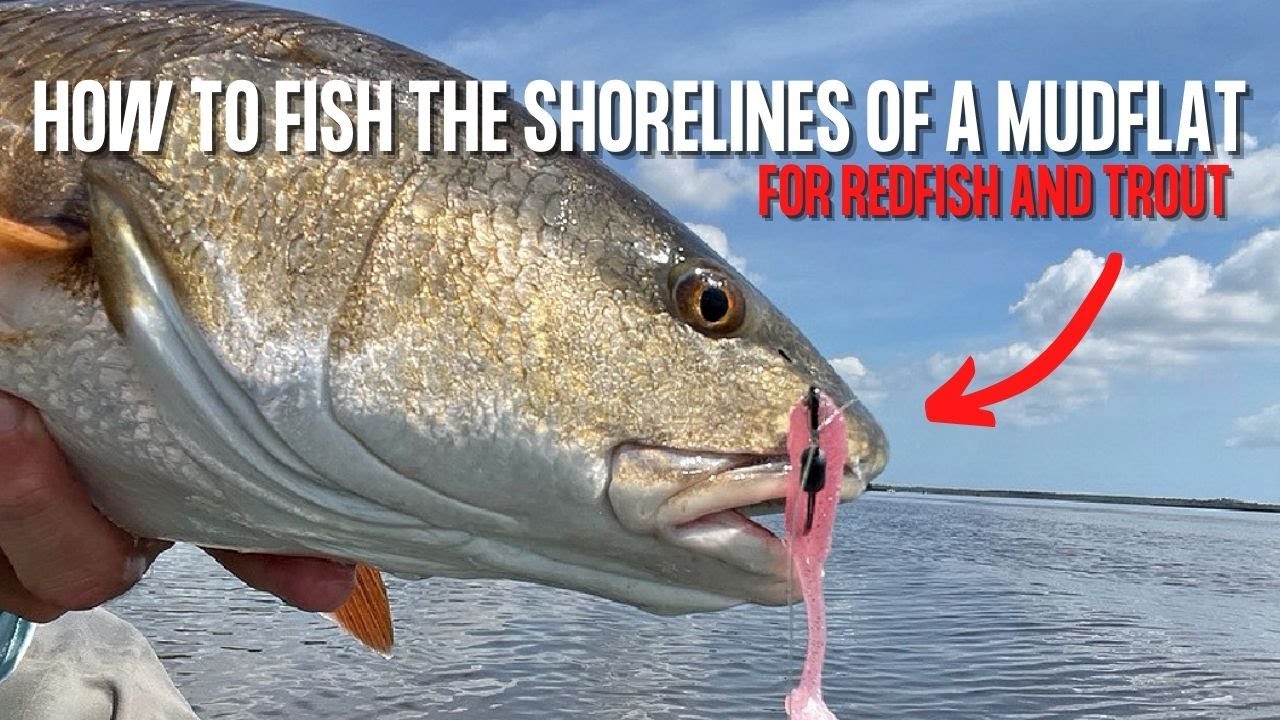 How To Find Fish On Mudflats During Outgoing Tide [Fishing Report ...