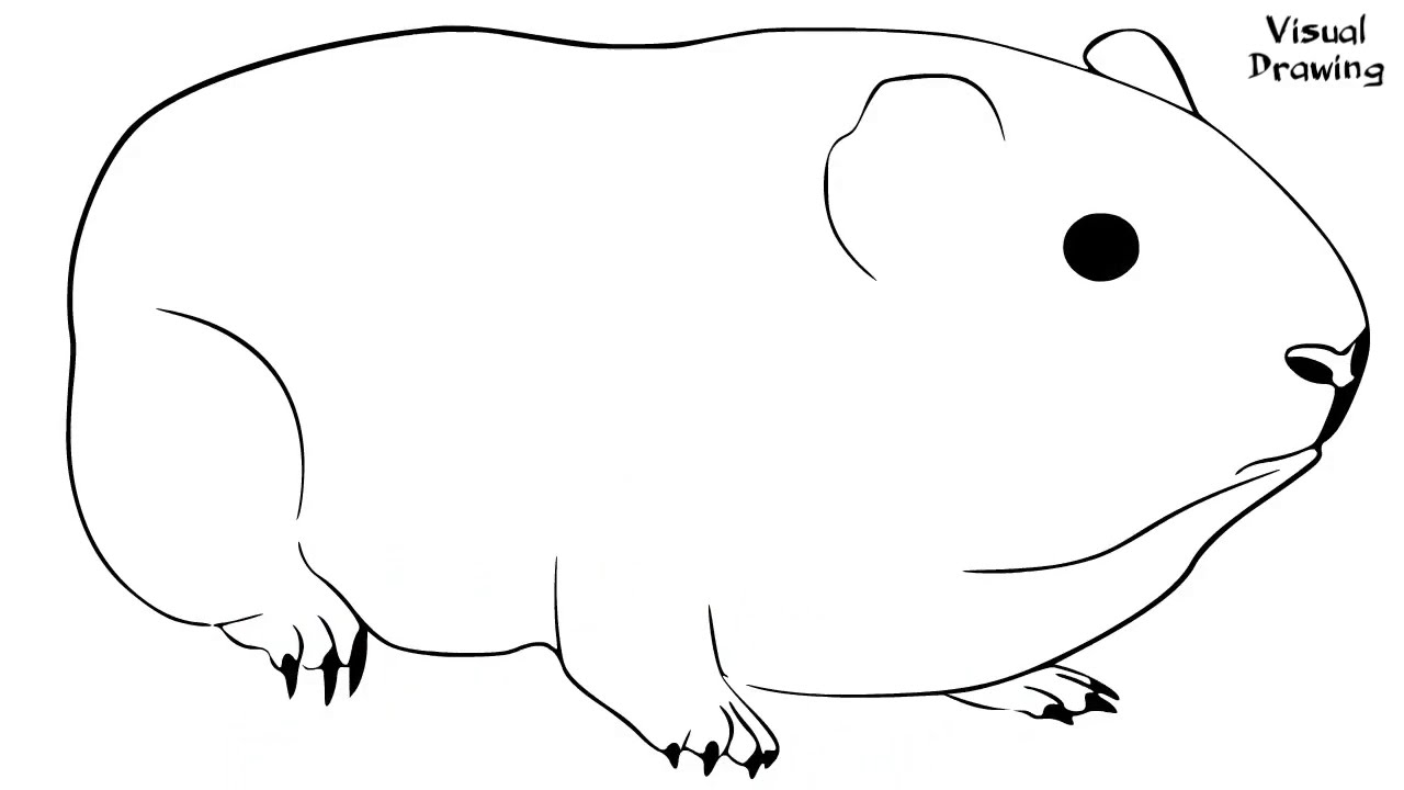 Guinea Pig Drawing Easy, How To Draw A Geanu Pig For Beginners Step By ...