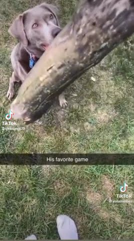 "Ultimate Fetch Fun: Playing Fetch with My Energetic Dog!" - YouTube