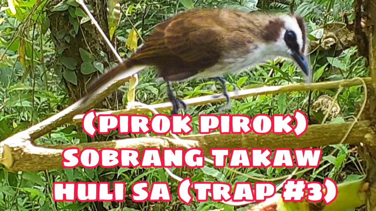PAANO MANGHULI NG IBON SA PUNO NG BAJANG PLANT - YouTube