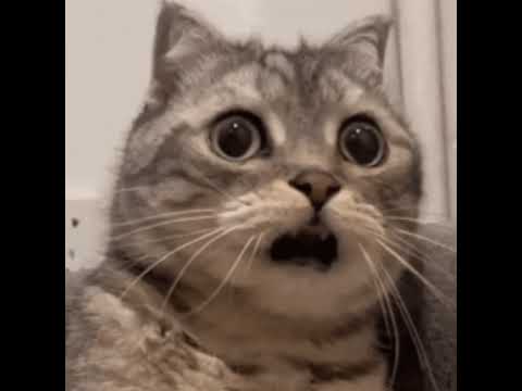 Getting Blazebloom in prodigy - YouTube