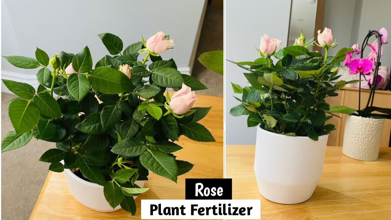 Rose plant Fertilizer|😍Rose plant|Homemade Fertilizer|Rose plant Care ...