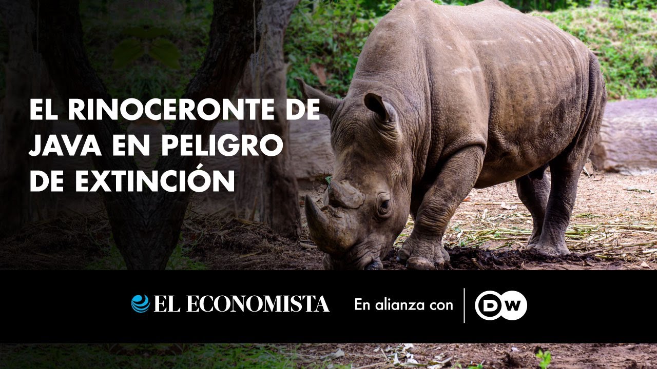 El rinoceronte de Java en peligro de extinción - YouTube