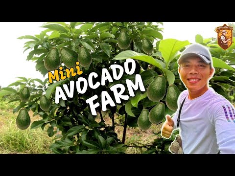 AVOCADO FARMING Philippines| NAGTANIM KAMI NG AVOCADO 100 TREES. - YouTube
