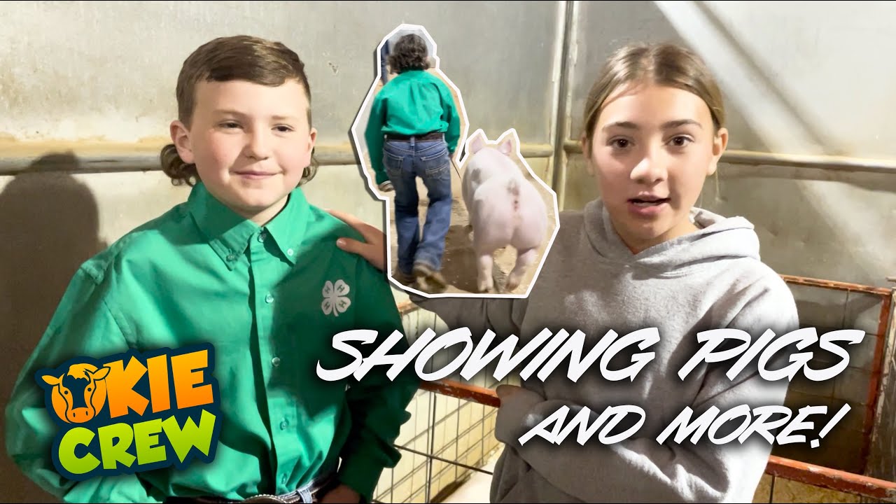 SHOWING PIGS and HEIFERS in Carter!!! - YouTube