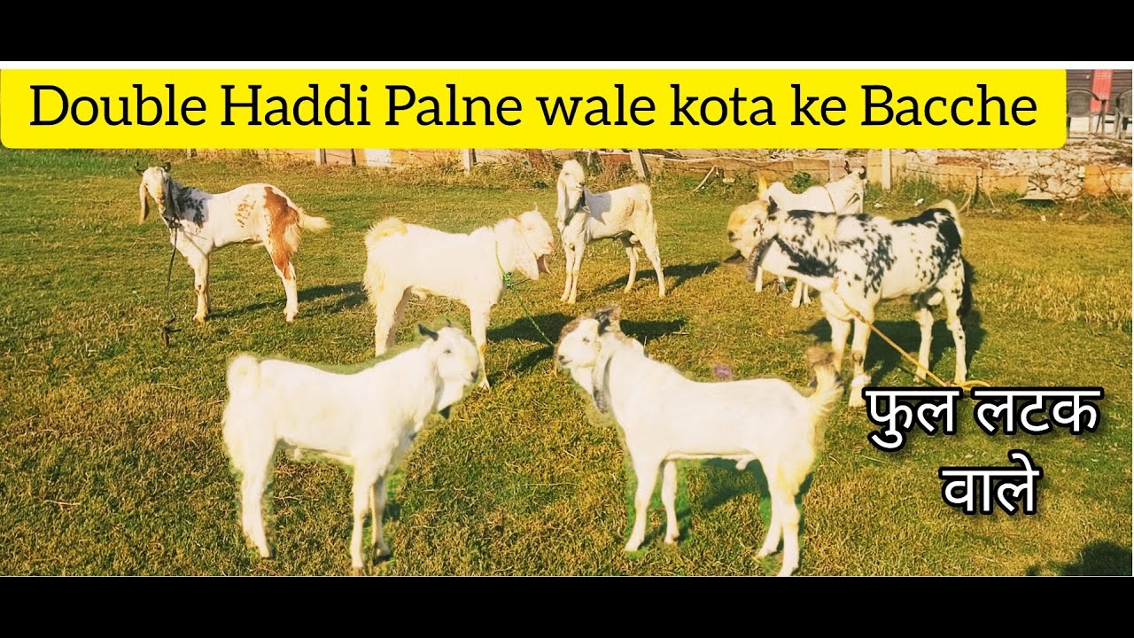 Palne wale Bacche||Double Haddi Palne wale kota Bacche Available At # ...