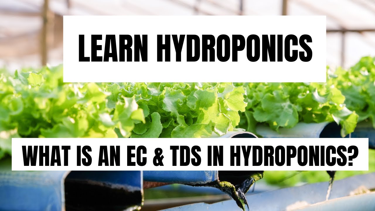 What is an EC & TDS in Hydroponics? || Learn Hydroponics || Full Guide ...