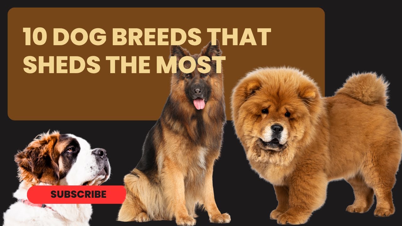 Top 10 heavy shedding dog breeds | dog breeds that shed the most - YouTube