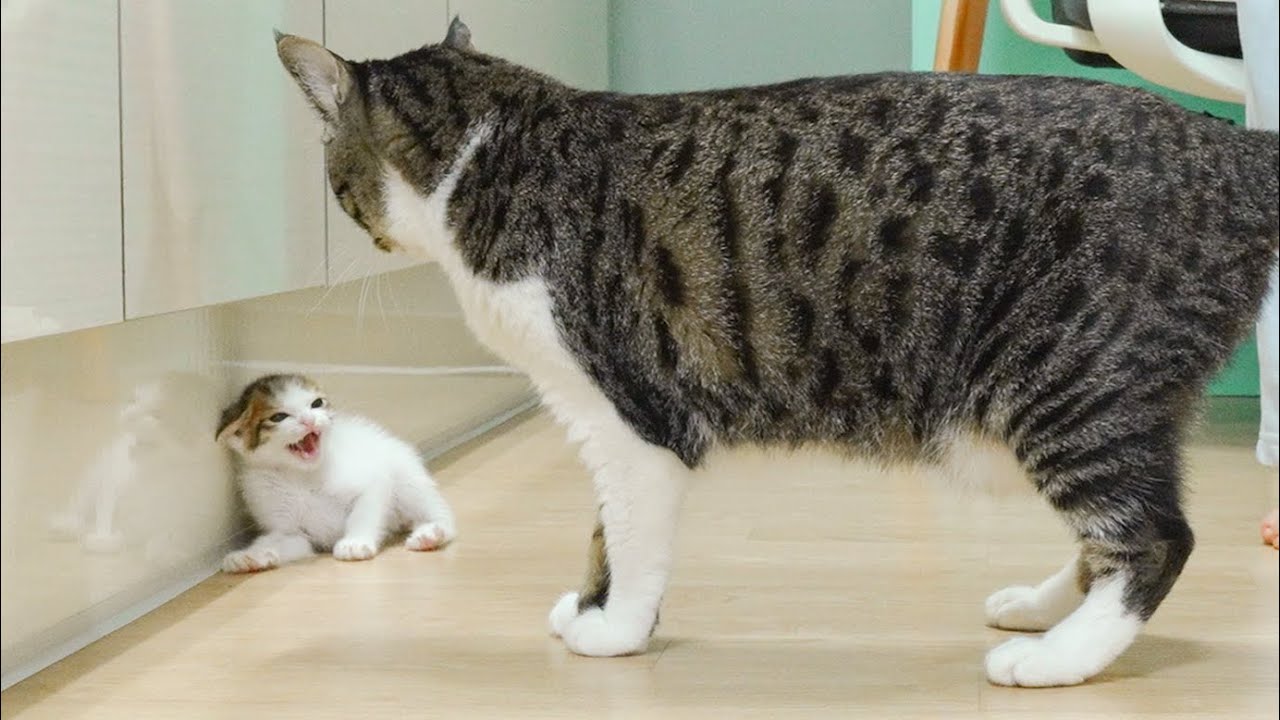 What Happens When a Rescued Kitten Sees a Big Cat For The First Time ...