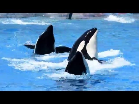 Shouka, Nakai & Kasatka Hula