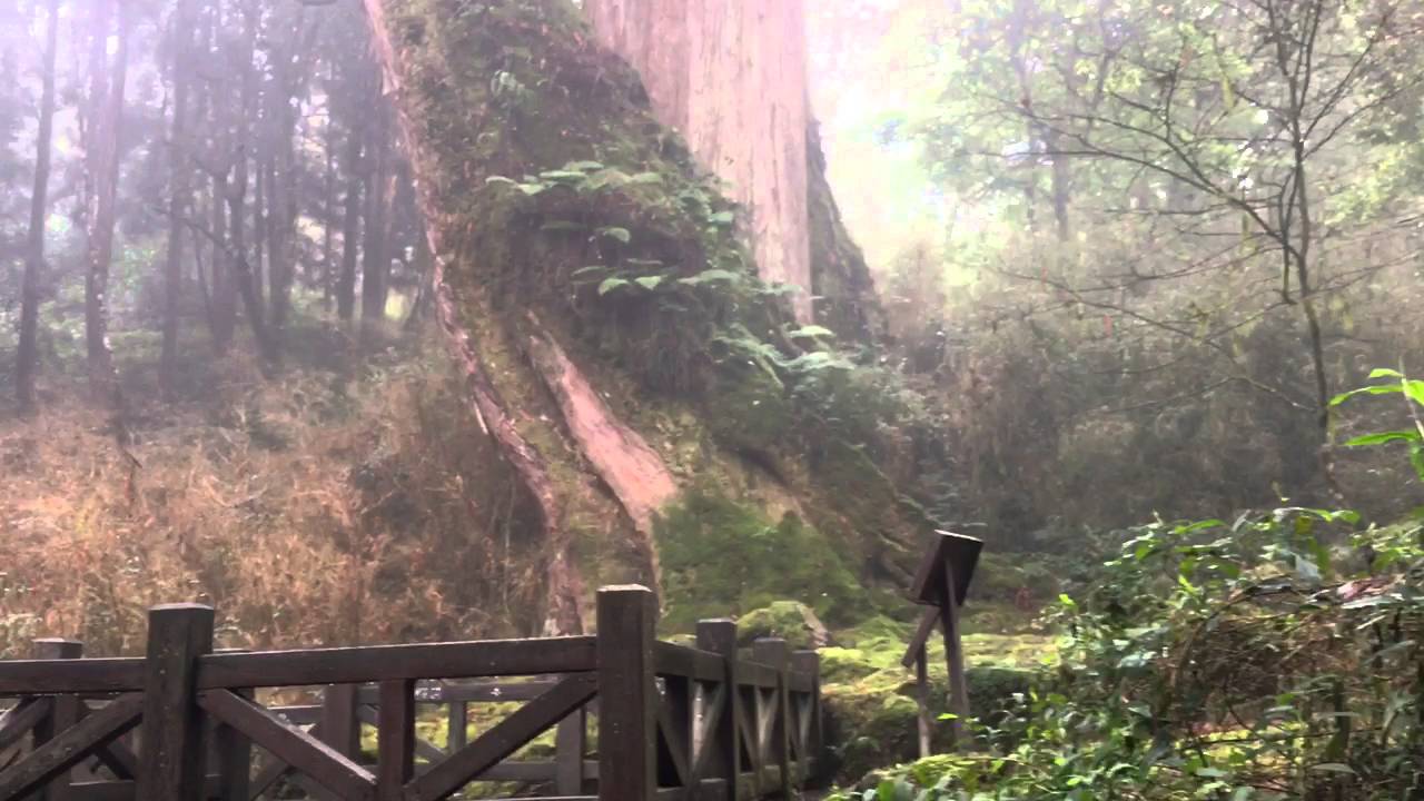 Just look at these humongous giant cedar trees at Alishan Mountain in ...