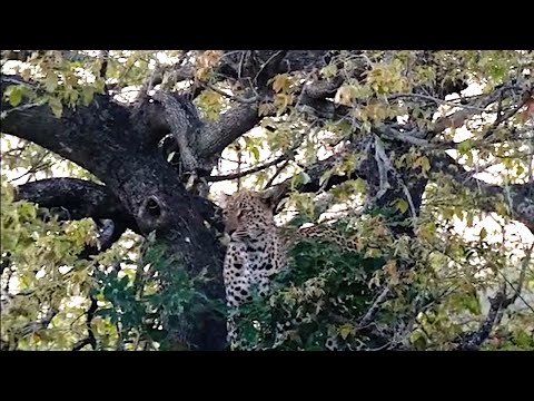 Lions don't know they are being watched by a leopard