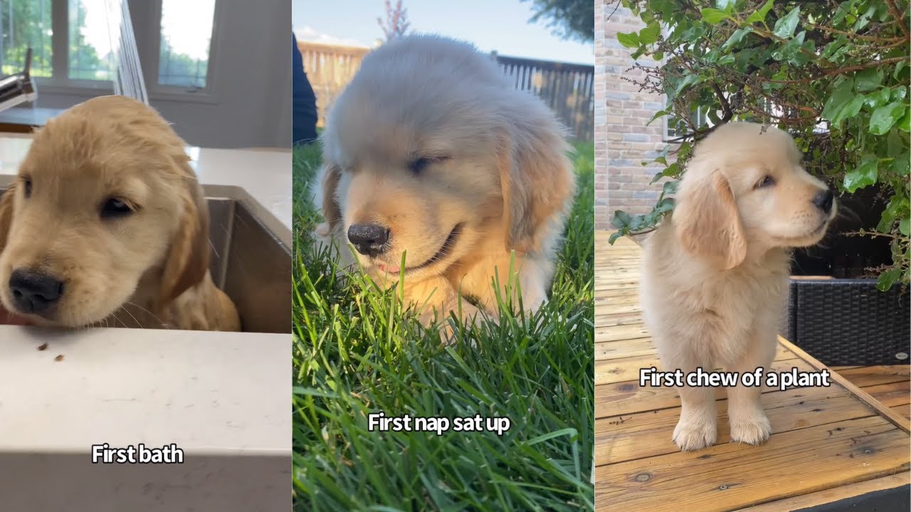 All Golden Retriever Puppies Firsts In His First Year - YouTube