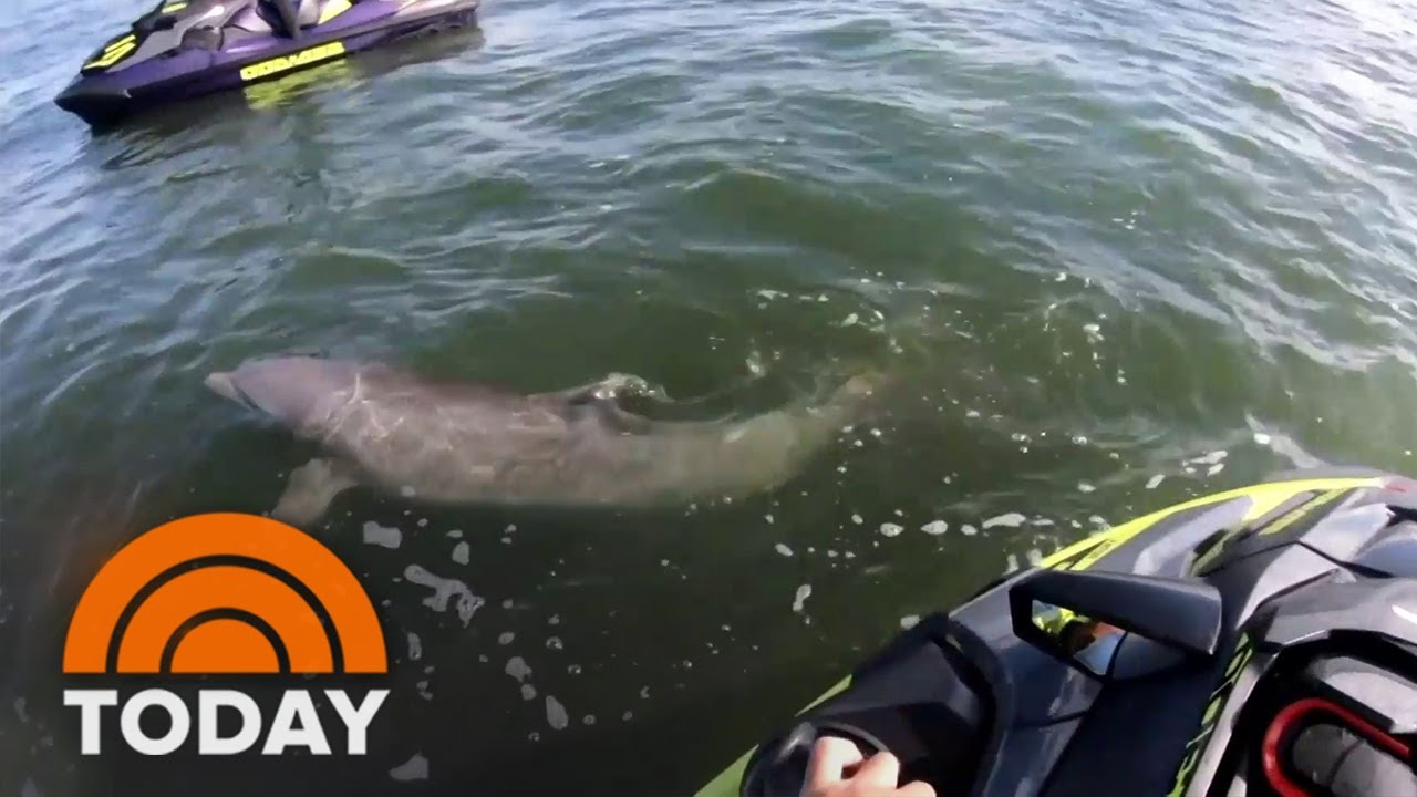 Video Captures Rescue Of Dolphin Trapped In Rope | TODAY - YouTube