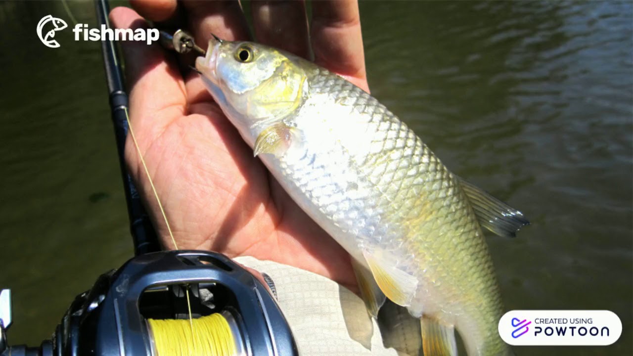 Fishmap.online - YouTube