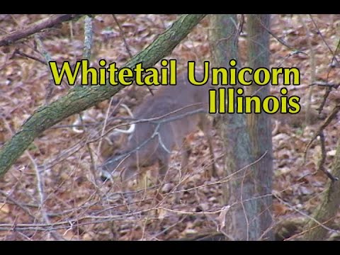 Whitetail Unicorn Buck in Illinois - YouTube