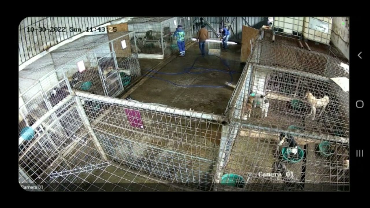 Lupte intre caini aflati in adapost la Vaslui - YouTube