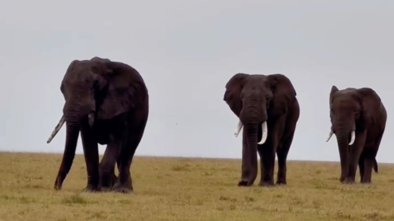 Huge Elephants Walking in Formation | Masaimara | 10 March 2025 - YouTube