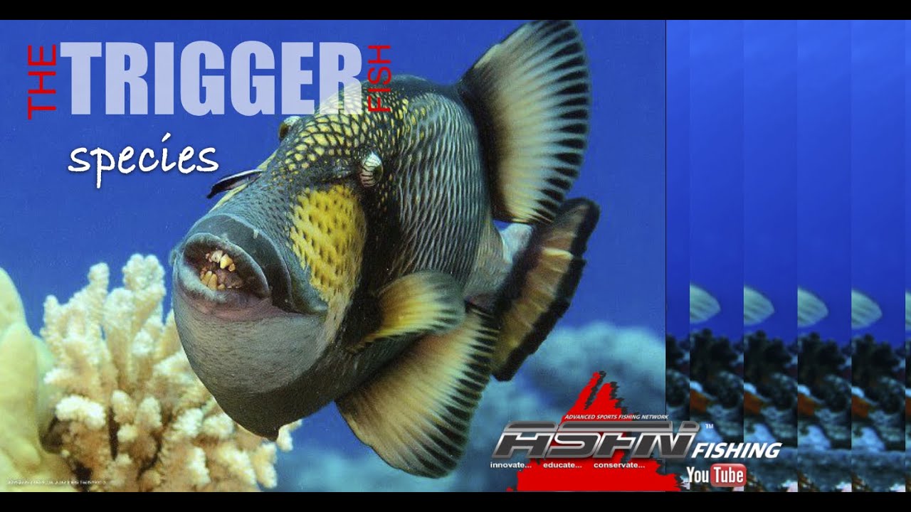 Species | Trigger Fish - YouTube