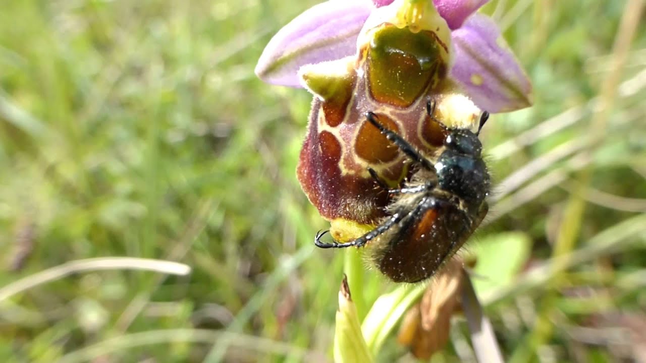 pseudocopulation d'un hanneton sur fuciflora - YouTube