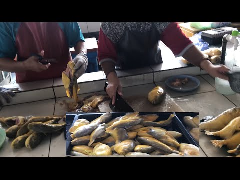 TUTORIAL MENYIANG IKAN BUNTAL ..SEMOGA BERMAFAAT KEPADA SEMUA NYA 🤗 ...