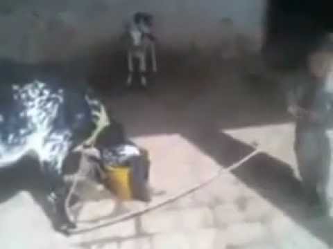 Bannu Wza very best Funny Pashto Song.3gp