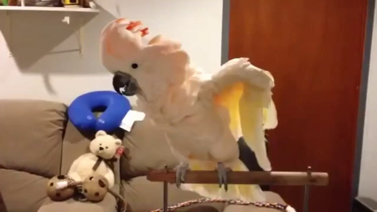 Shit talking parrot - YouTube