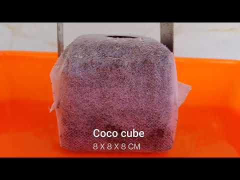 COCOX - Propagation Cube 8 CM X 8 CM