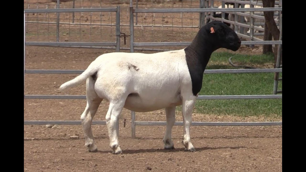 Lot 139 - Amarula Dorper Stud Sale Ewe 2020 - YouTube