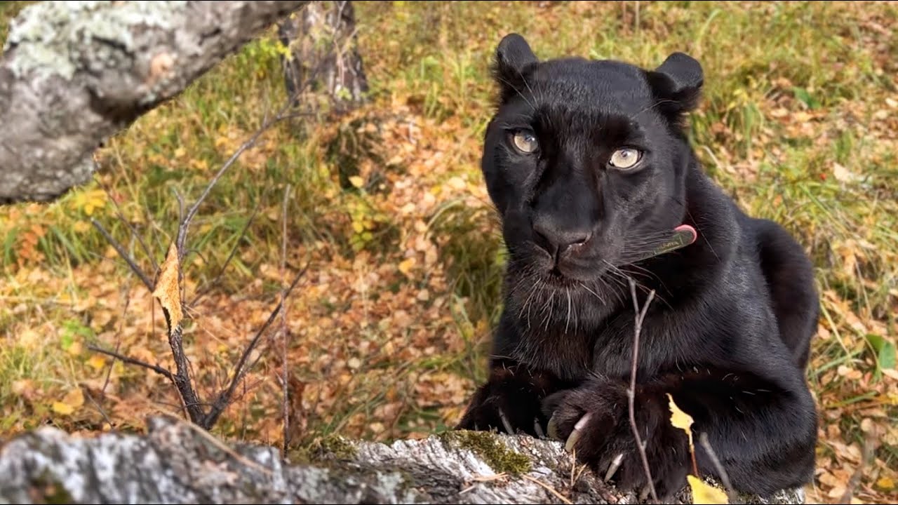 We force a panther climb a tree 🐆/cockfight🐓(ENG SUB) - YouTube