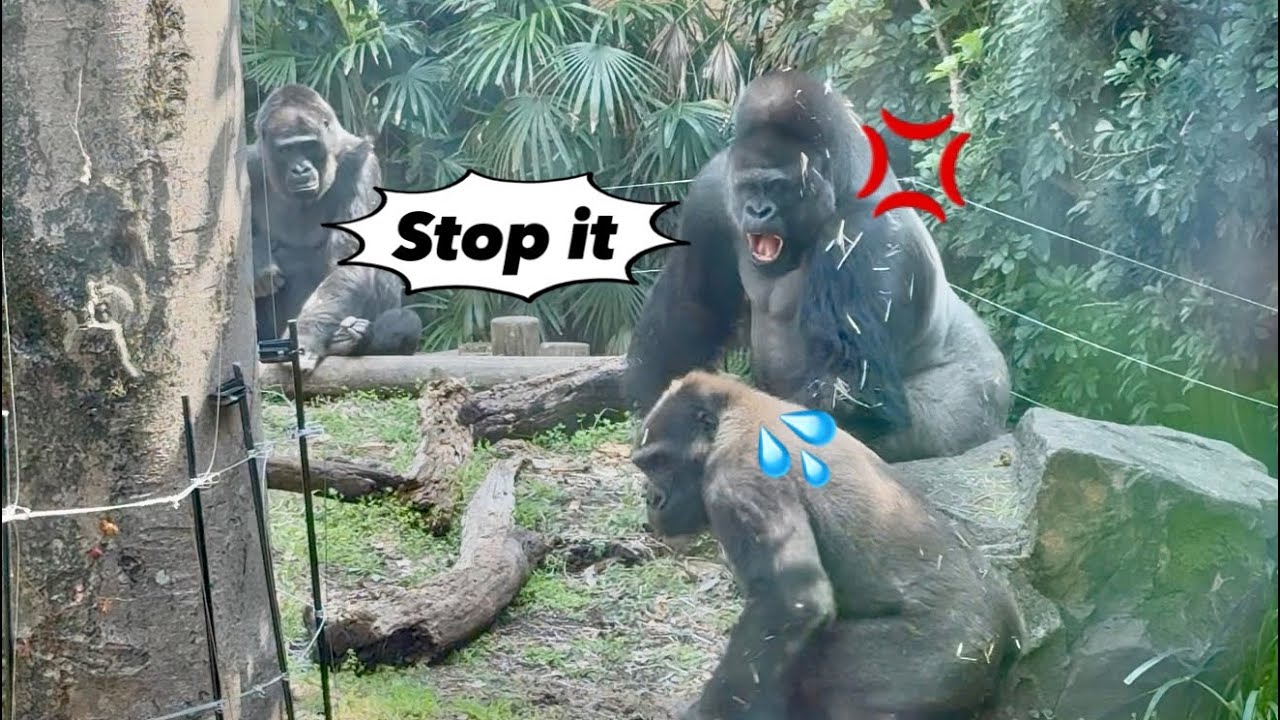 🤣ウザ絡みの激しい息子に吠える父ゴリラDad Gorilla's intimidation calms his rambunctious ...
