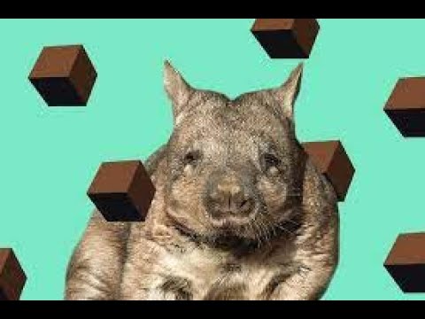 Why wombats poop in cubes - YouTube