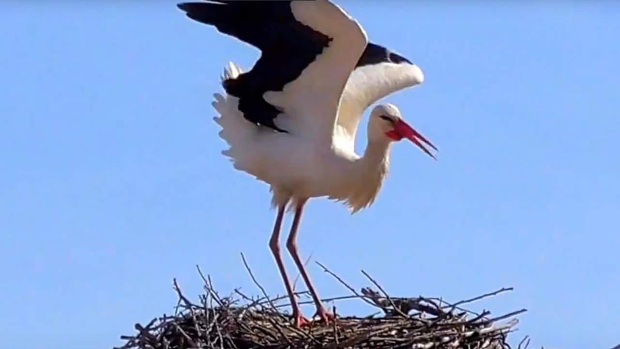 Stork bill clapping, Wings down, Head held up and back, Specific sound ...