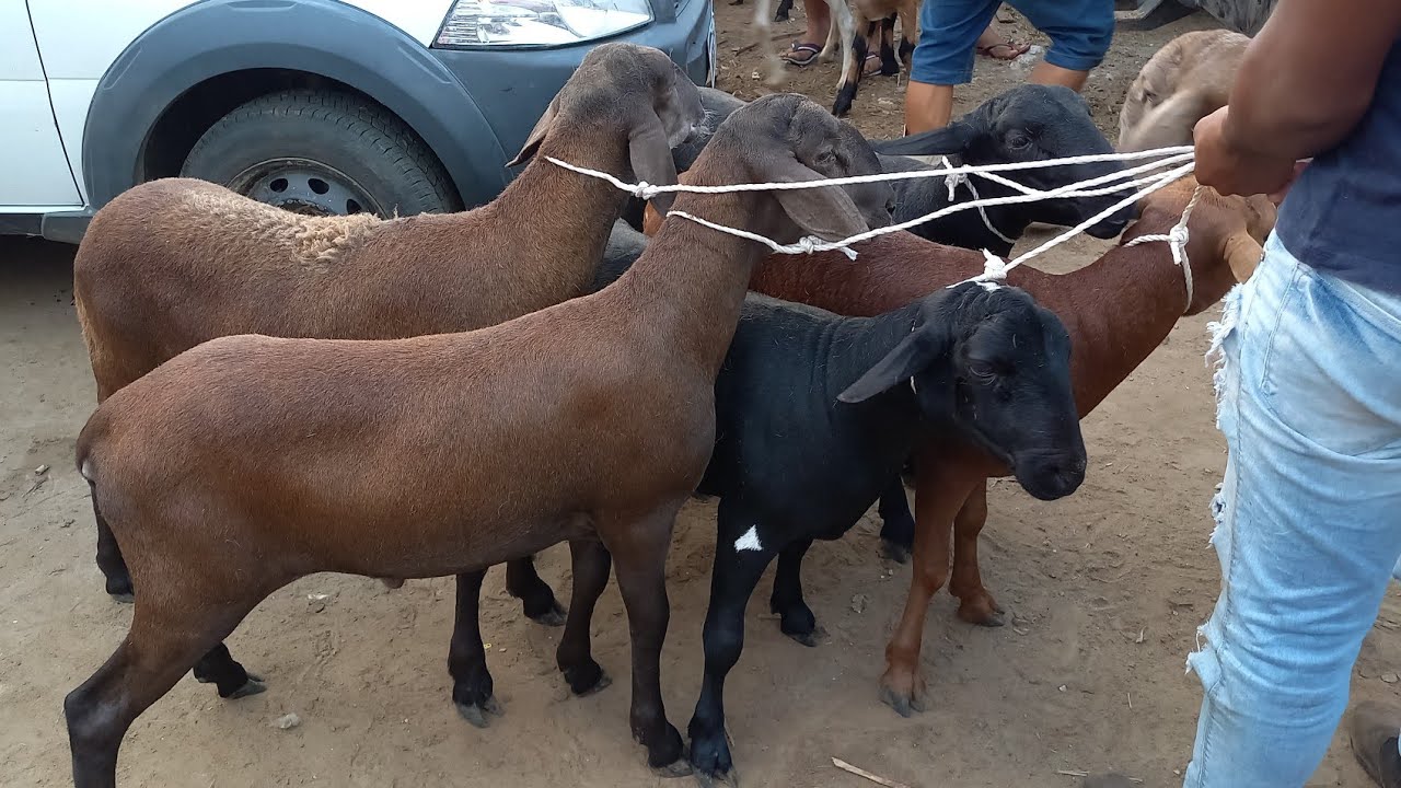 Feira dos Caprinos e Ovinos, Bode e Ovelhas em Campina Grande na ...
