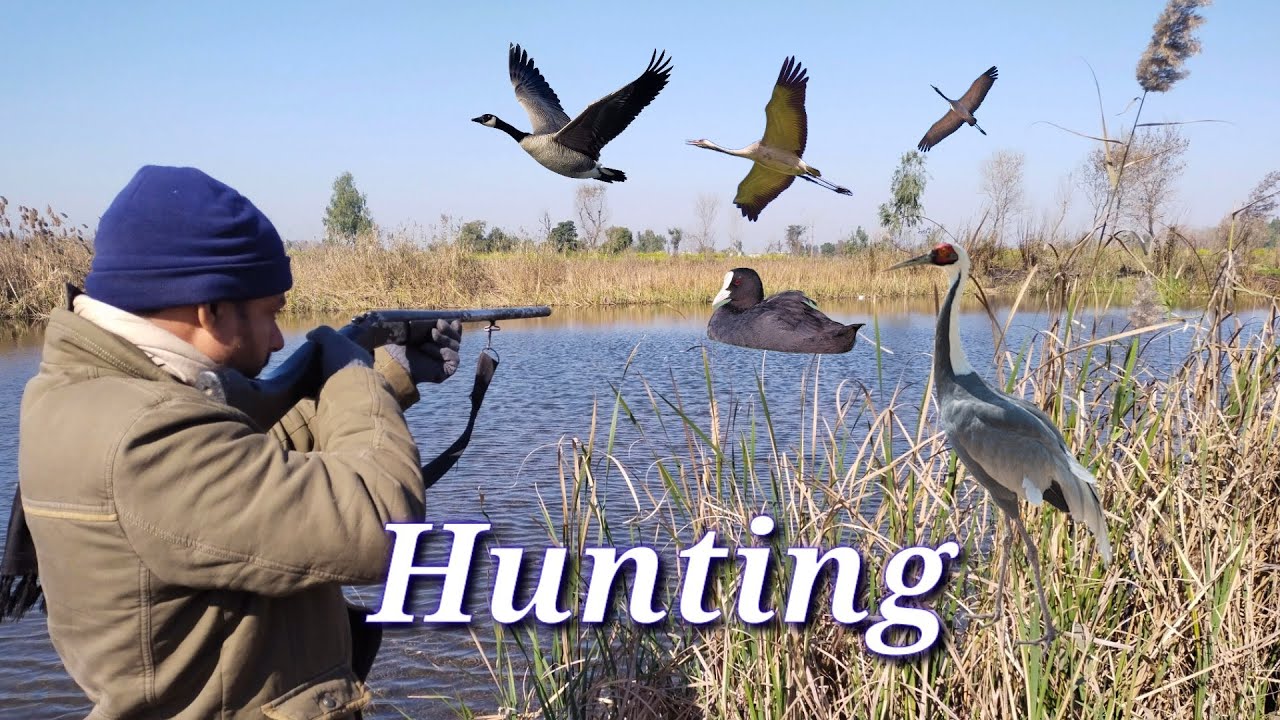 Best Birds Hunting video || Dove and Different Birds Hunting with ...