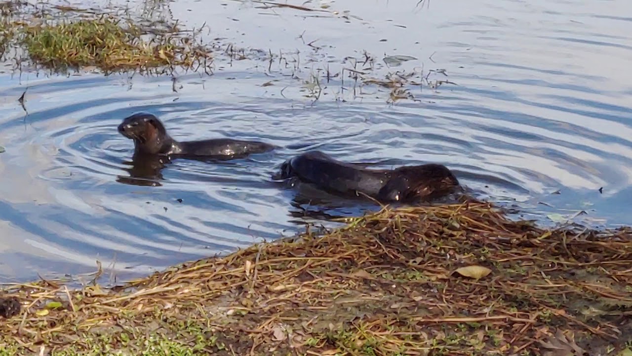 Otters - YouTube