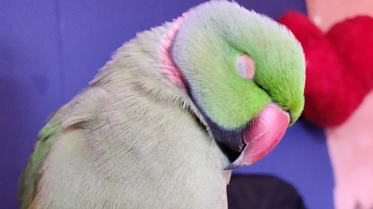 Ringneck parrot kissing then laughing 🤭🤭👉👍👍 - YouTube