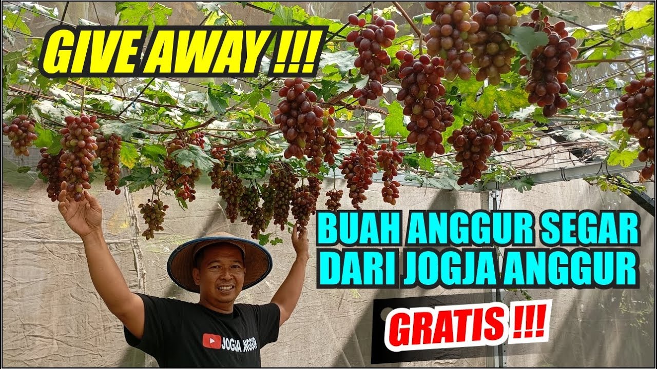 GIVE AWAY BUAH ANGGUR SEGAR - YouTube