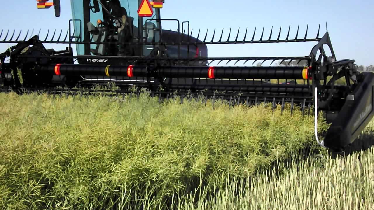 MacDon M150 swather in canola. - YouTube