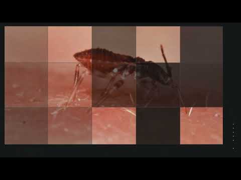 What Adaptation Made Insects The Most Diverse Group
