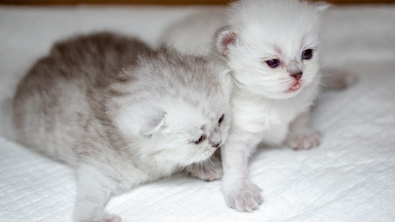 Kittens Live Stream Cam - YouTube