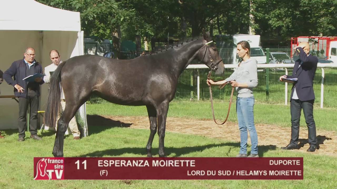 The Chaser Day Paray - 2016 - Lot 11 : Esperanza Moirette - YouTube