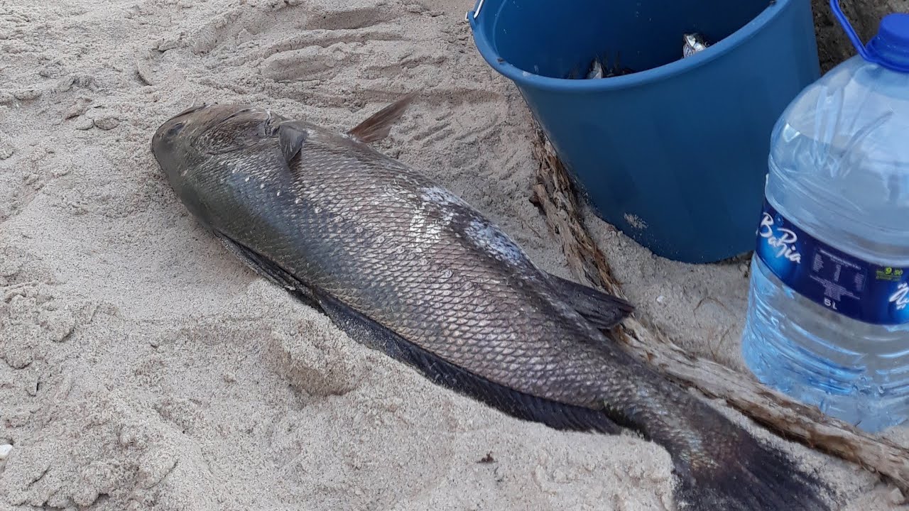 Dakhla pêche courbine 8 kg et loup moucheté - YouTube