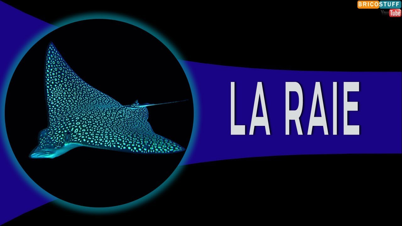 A quoi ressemble le dard venimeux d'un raie ? - YouTube