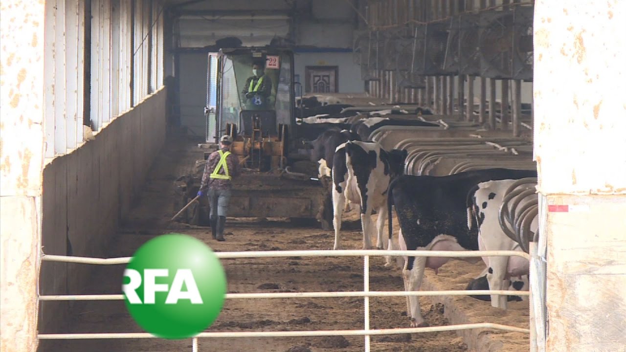 China’s New Mega-Farms Bring Profit, Pollution | Radio Free Asia (RFA ...